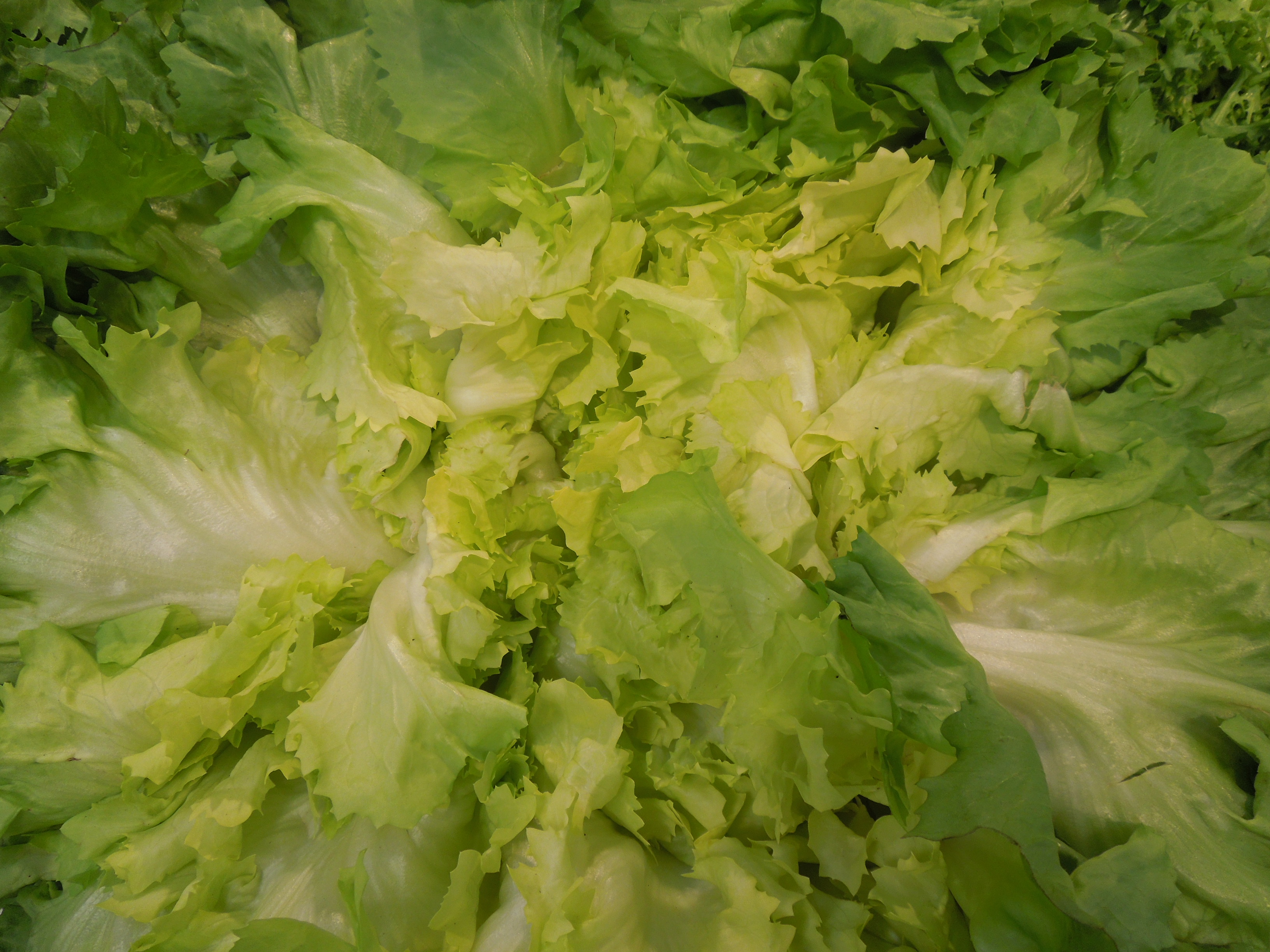 Recept: Ledový salát mix | Tradičnírecepty.cz