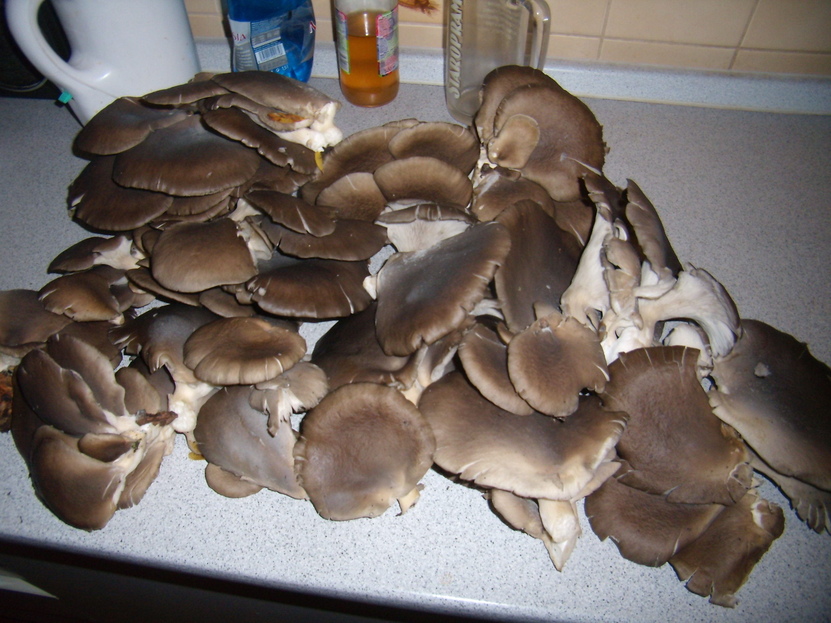 Recept: Škvarky z Hlívy ústřičné | Tradičnírecepty.cz