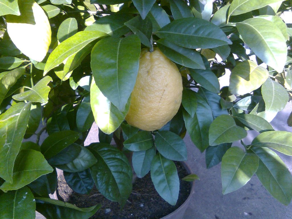 Recept: Citronáda | Tradičnírecepty.cz