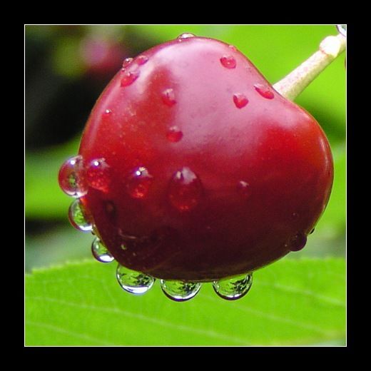 Recept: Opilé višně v rumu | Tradičnírecepty.cz